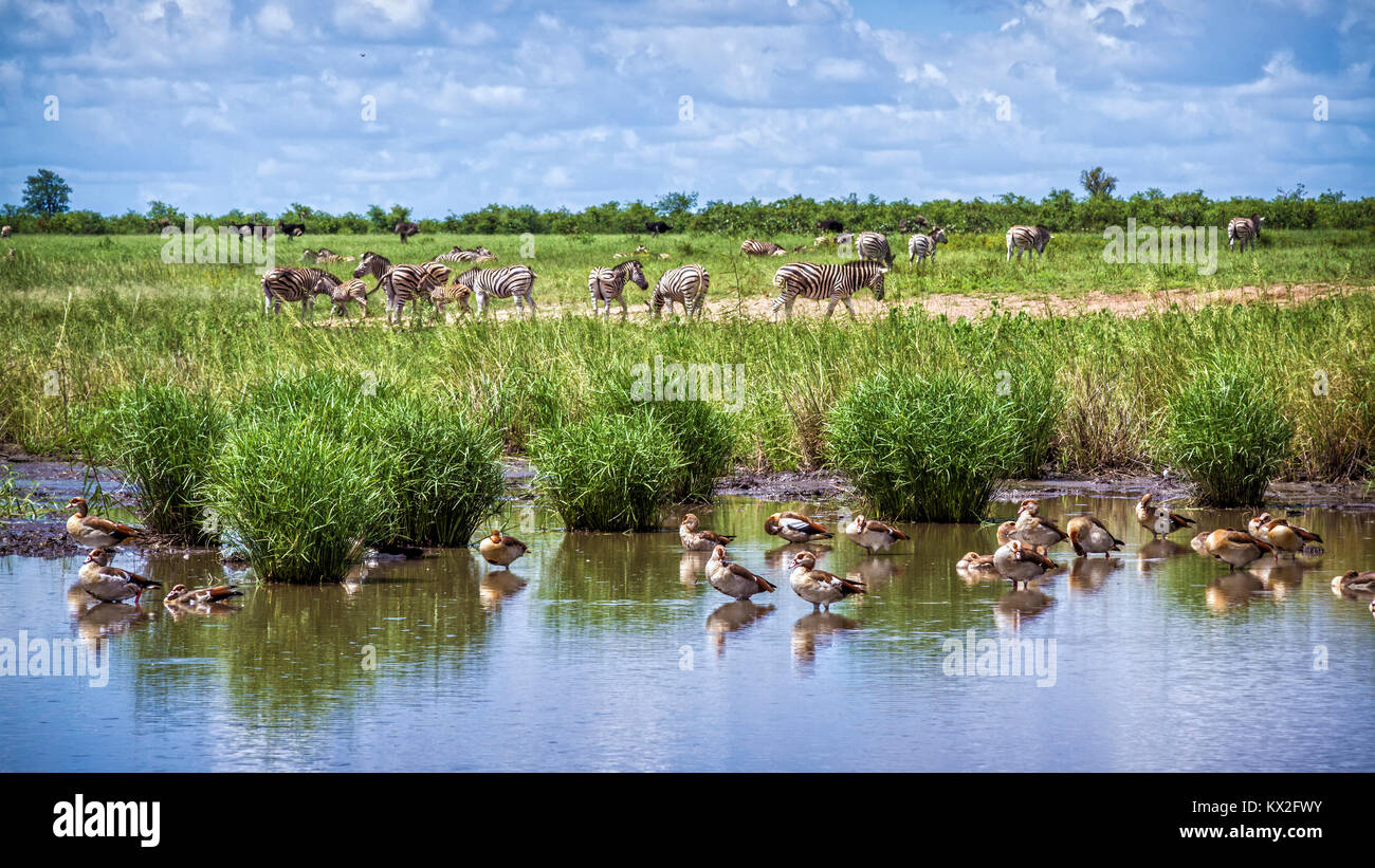 Egyptian goose and plains zebra in Kruger national park, South Africa ...