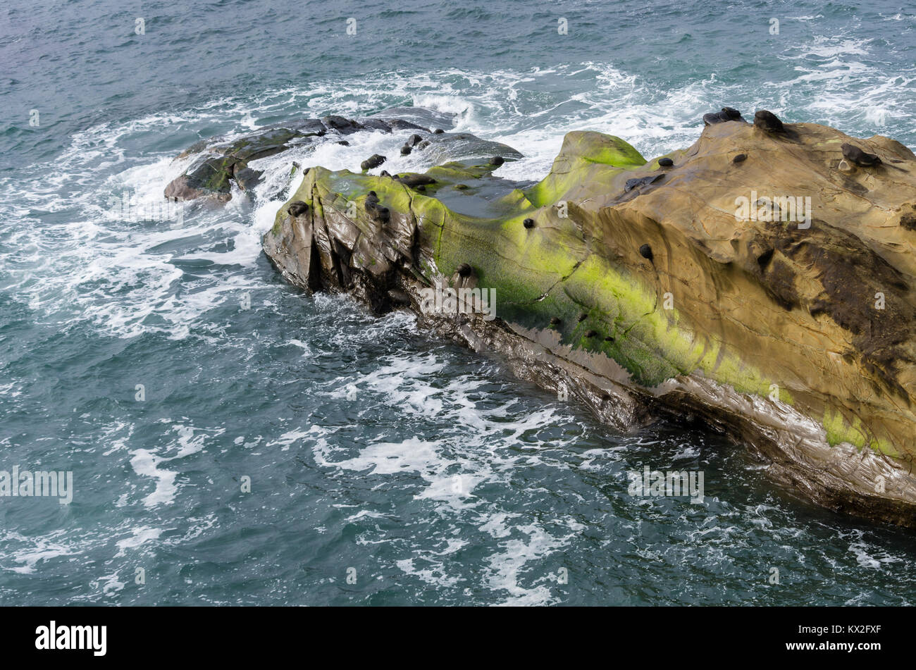 Rock algae hi-res stock photography and images - Alamy