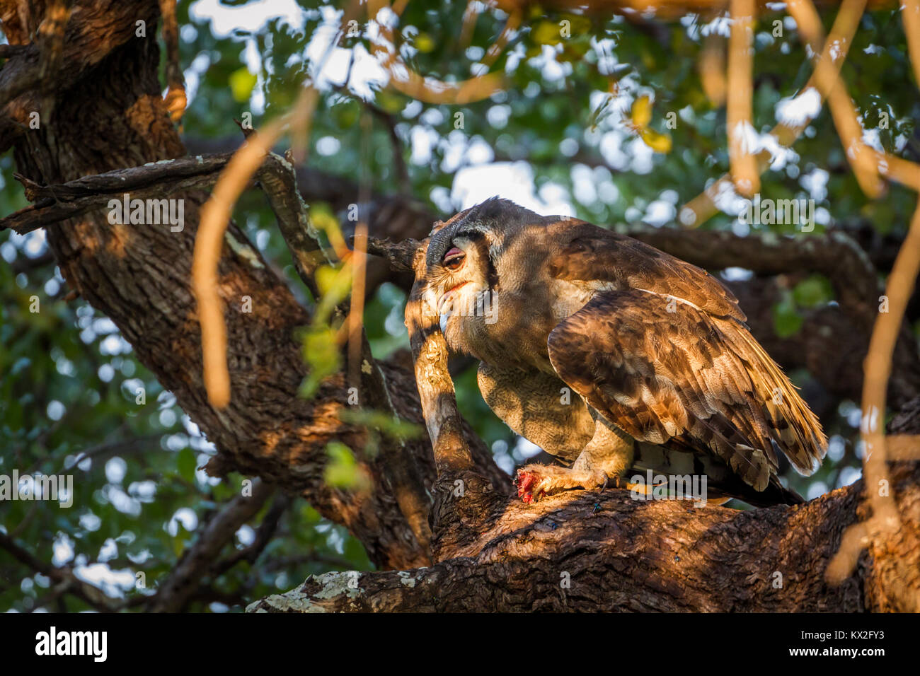 Giant eagle owl in Kruger national park, South Africa ; Specie Bubo ...