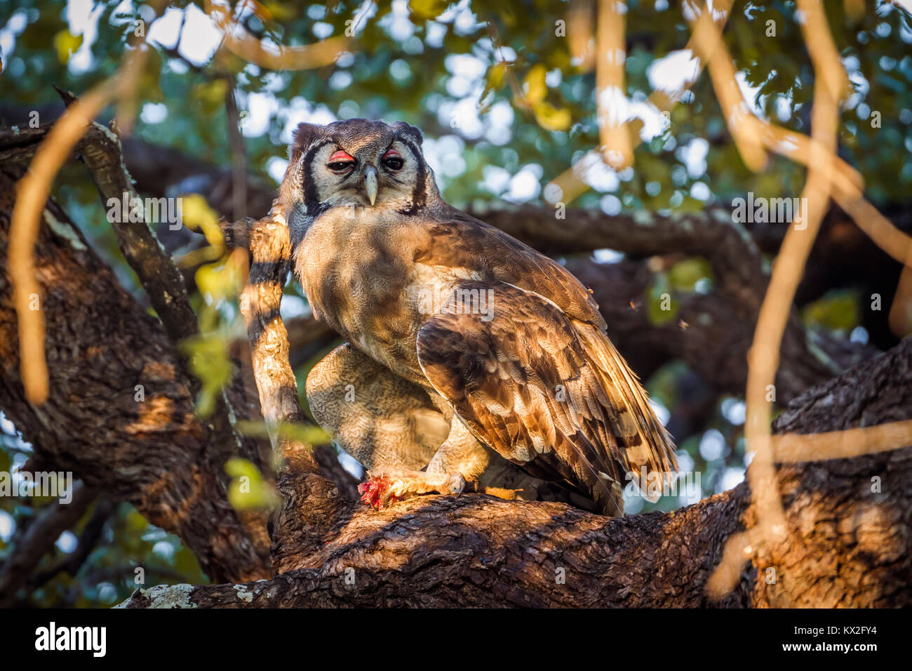 Giant eagle owl in Kruger national park, South Africa ; Specie Bubo ...