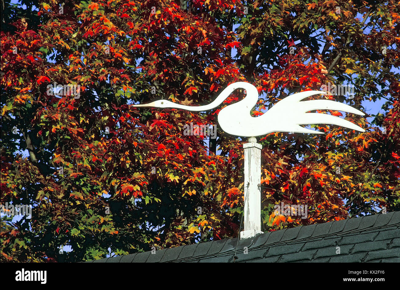A decorative white, wooden goose weather vane sits on top of a barn ...
