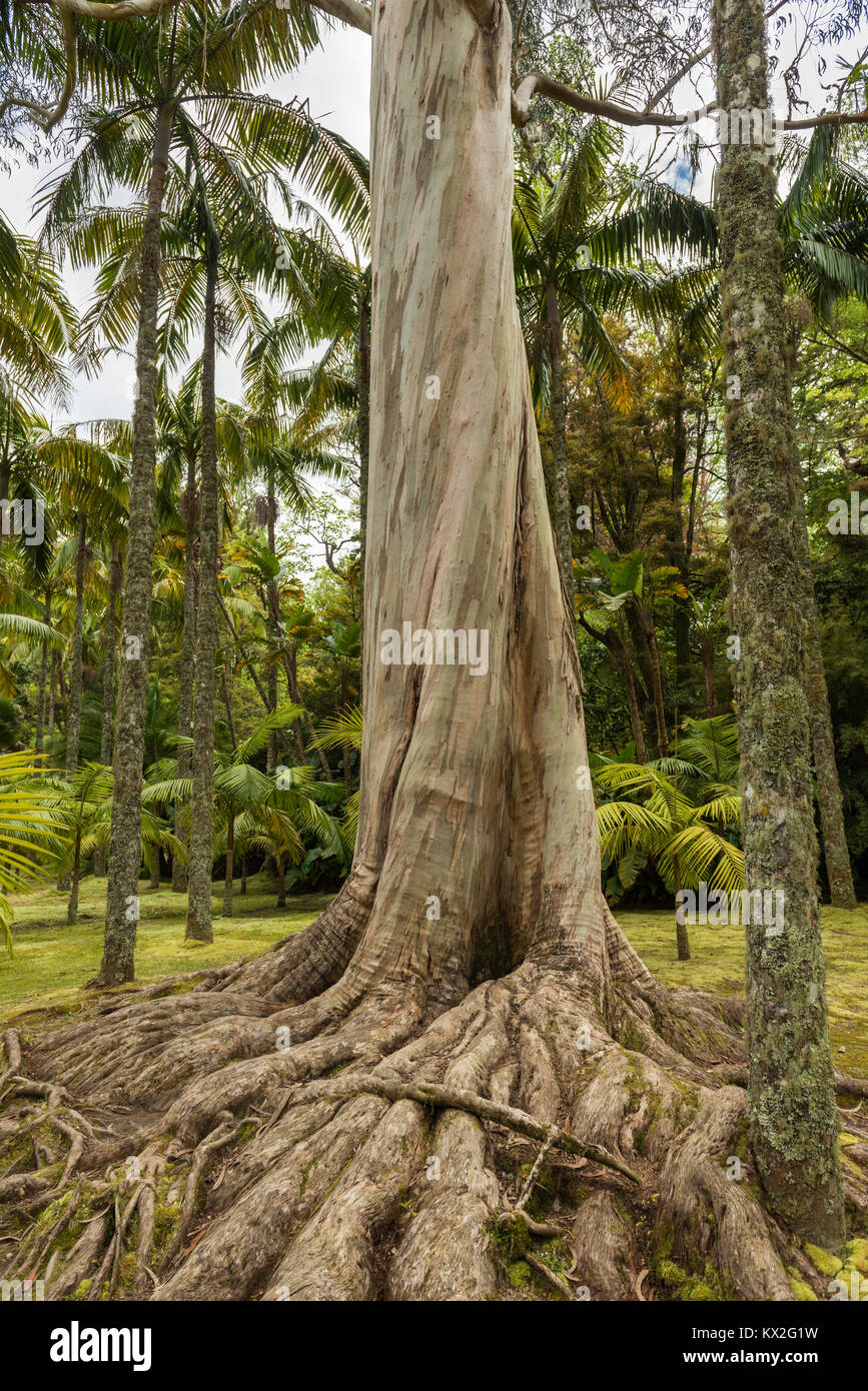 log of an old australien gum tree with big roots in a park on san ...