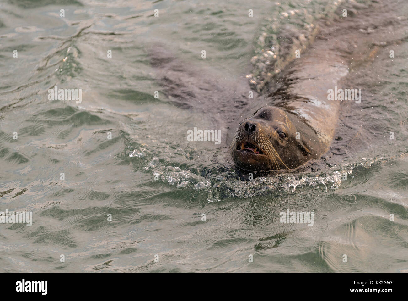 Sea lion peeking its head out of the Pacific Ocean Stock Photo - Alamy