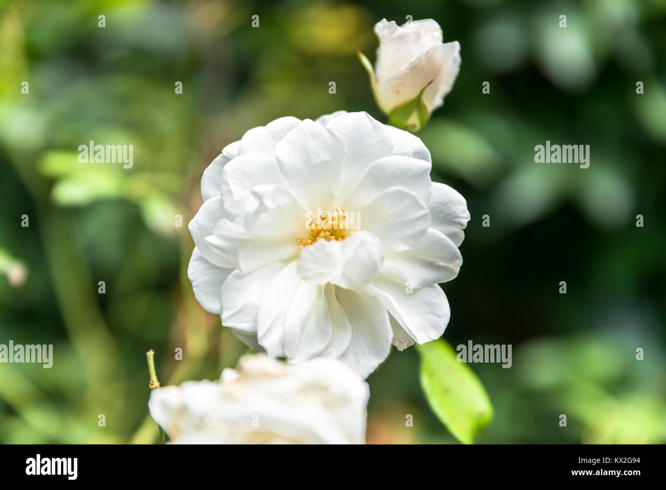 Summer bloom withering hi-res stock photography and images - Alamy
