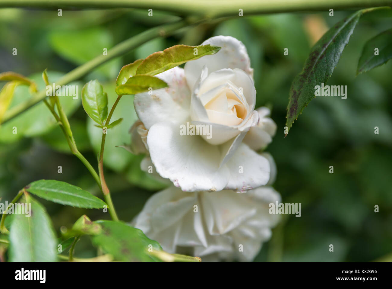 Close up of withering rose flower Stock Photo - Alamy
