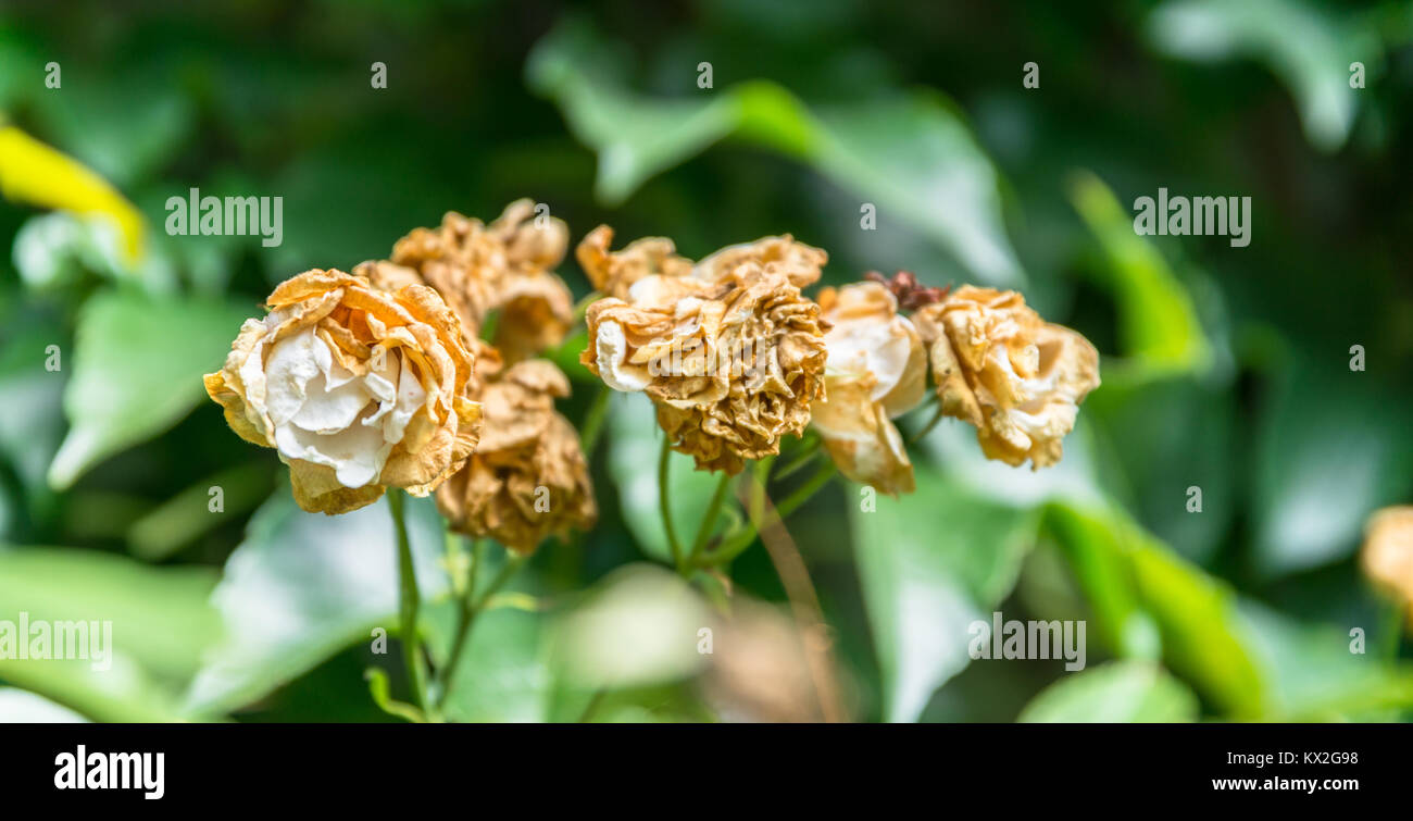 Withering rose hi-res stock photography and images - Alamy