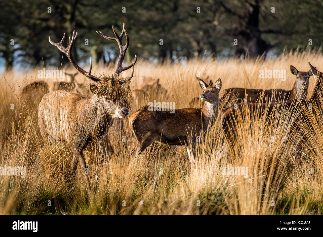A large stag with grass in his antlers to make himself attractive to ...