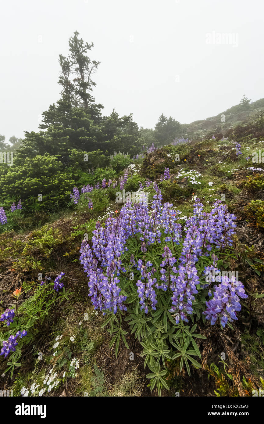 Broadleaf Lupine, Lupinus latifolius, blooming on Mount Townsend in the ...