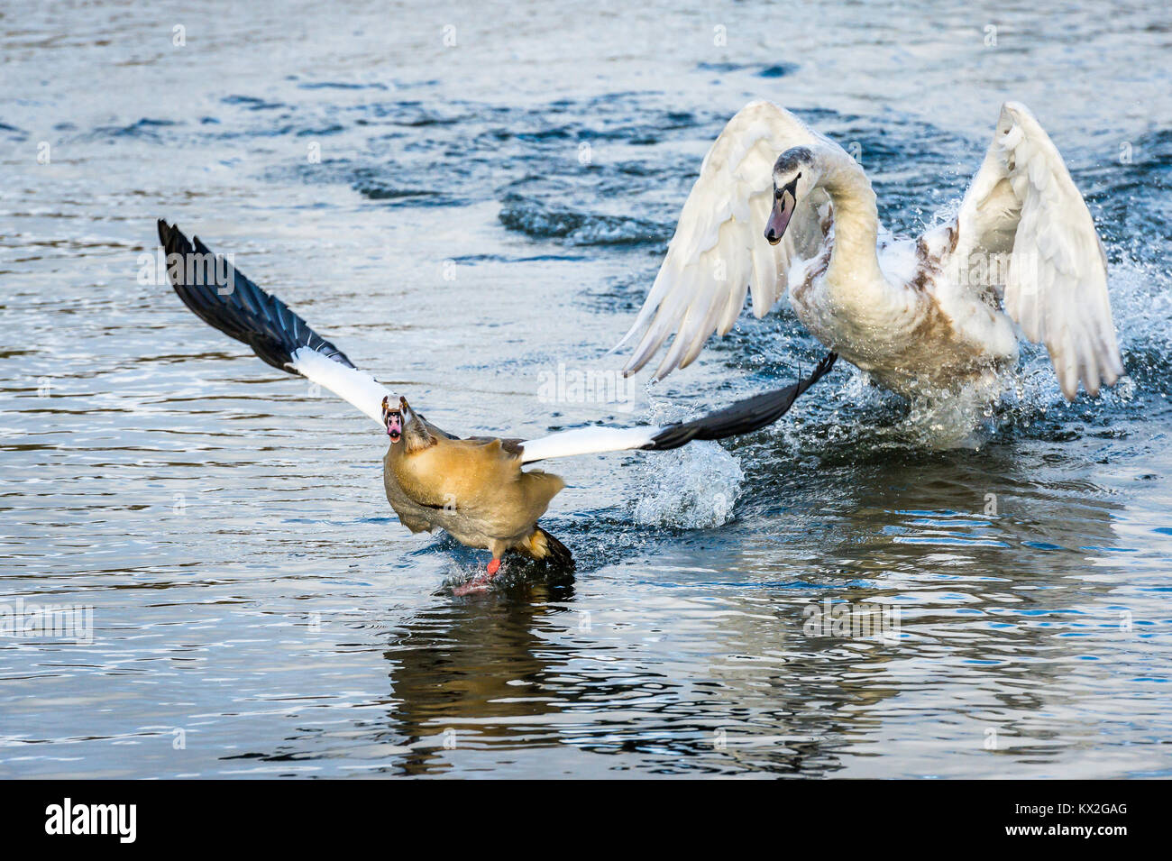 A Swan in his role as The Pond Bully chases an Egyptian Goose out of ...