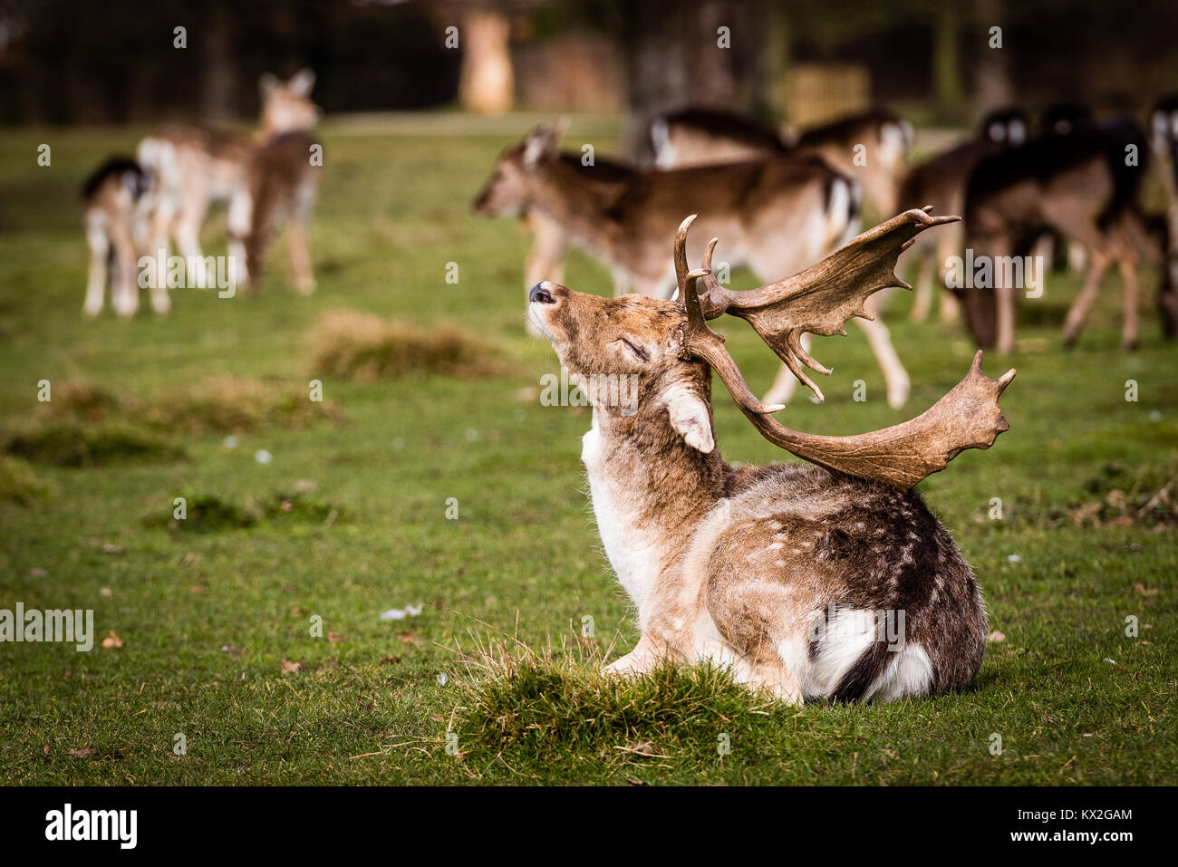 A Fallow Deer stag scratches an itch with his impressive antlers Stock ...