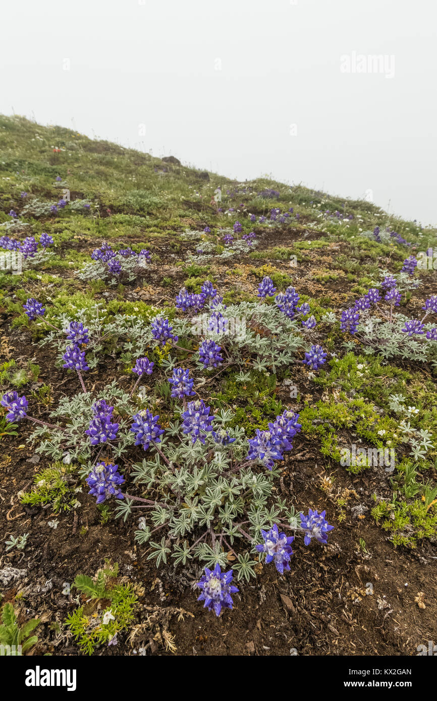 Dwarf alpine lupine hi-res stock photography and images - Alamy