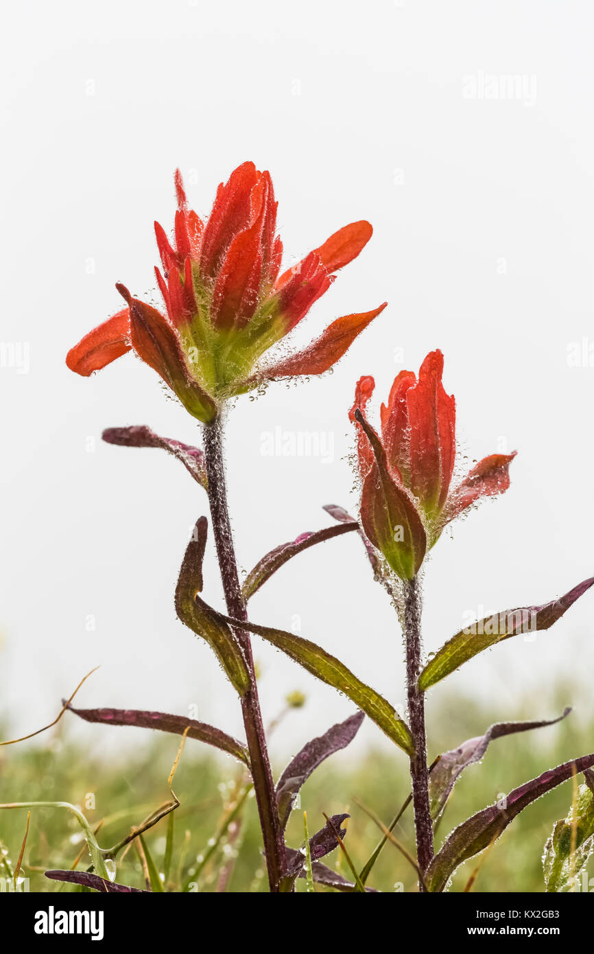 Indian Paintbrush, Castilleja spp., in fog on Mount Townsend in the ...