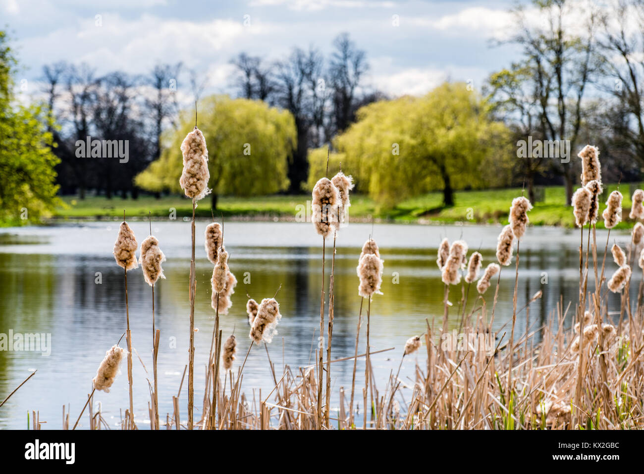 Typha latifolia reed bed hi-res stock photography and images - Alamy