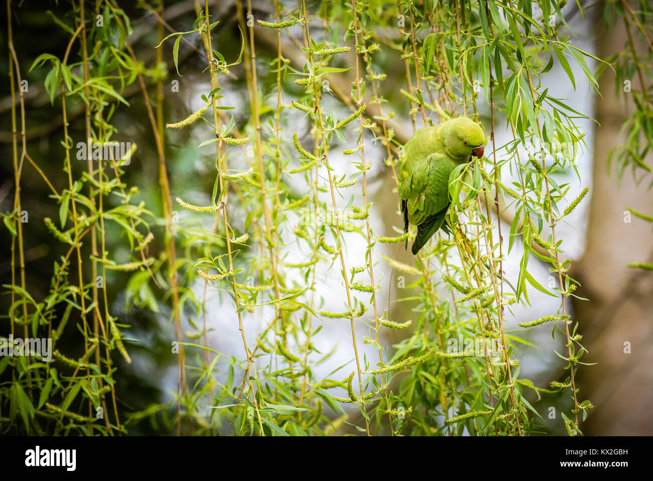 Ring-Necked Parakeets now naturalised living around London & the South ...