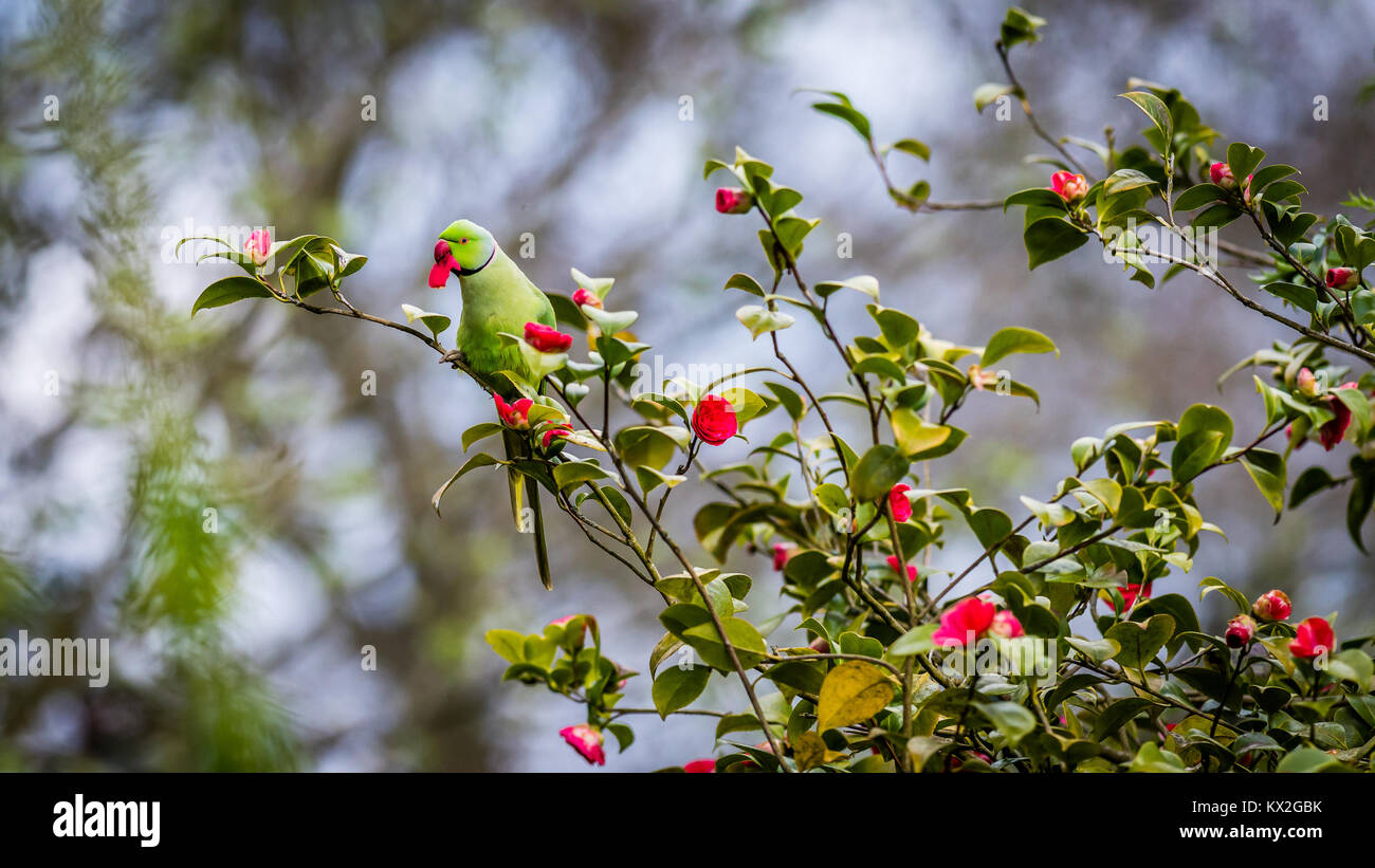 Ring-Necked Parakeets now naturalised living around London & the South ...