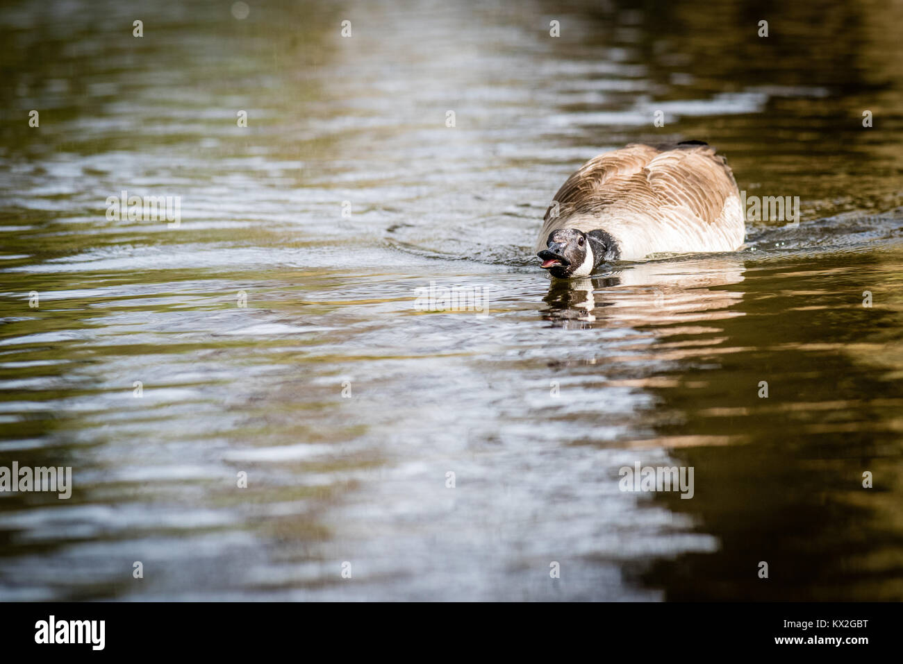 An adult Canada Goose adopts an aggressive to protect his territory ...