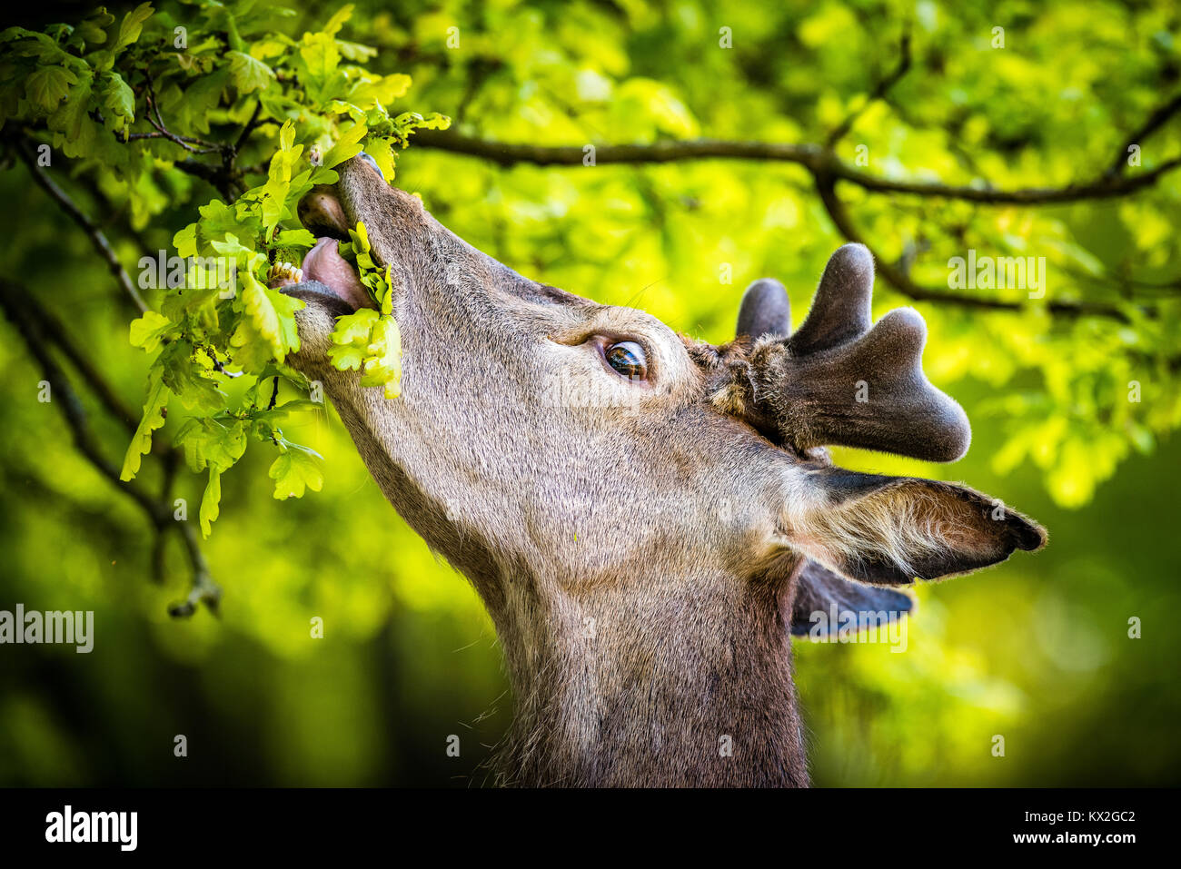 Red Deer stag with new growth antlers in velvet reaches for tender ...