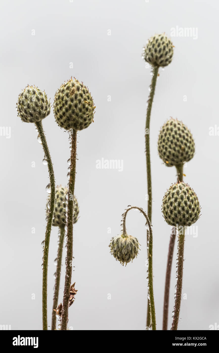 Towhead Baby, Anemone occidentalis, aka Western Pasqueflower, seed ...