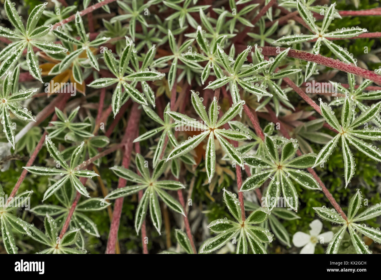 Dwarf alpine lupine hi-res stock photography and images - Alamy