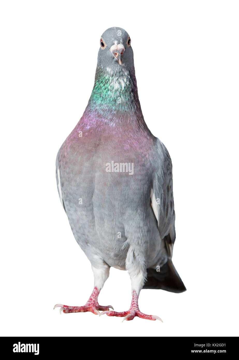 full body of homing pigeon bird isolated white background Stock Photo ...