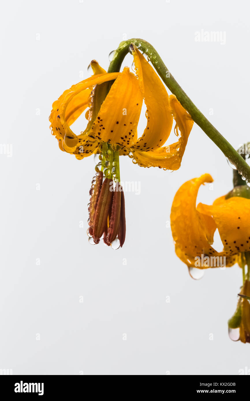 Columbia Tiger Lily, Lilium columbianum, with water droplets condensing ...