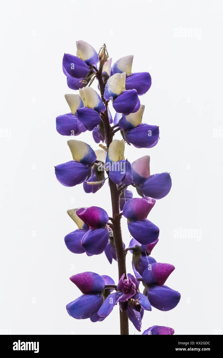 Broadleaf Lupine, Lupinus latifolius, blooming on Mount Townsend in the ...