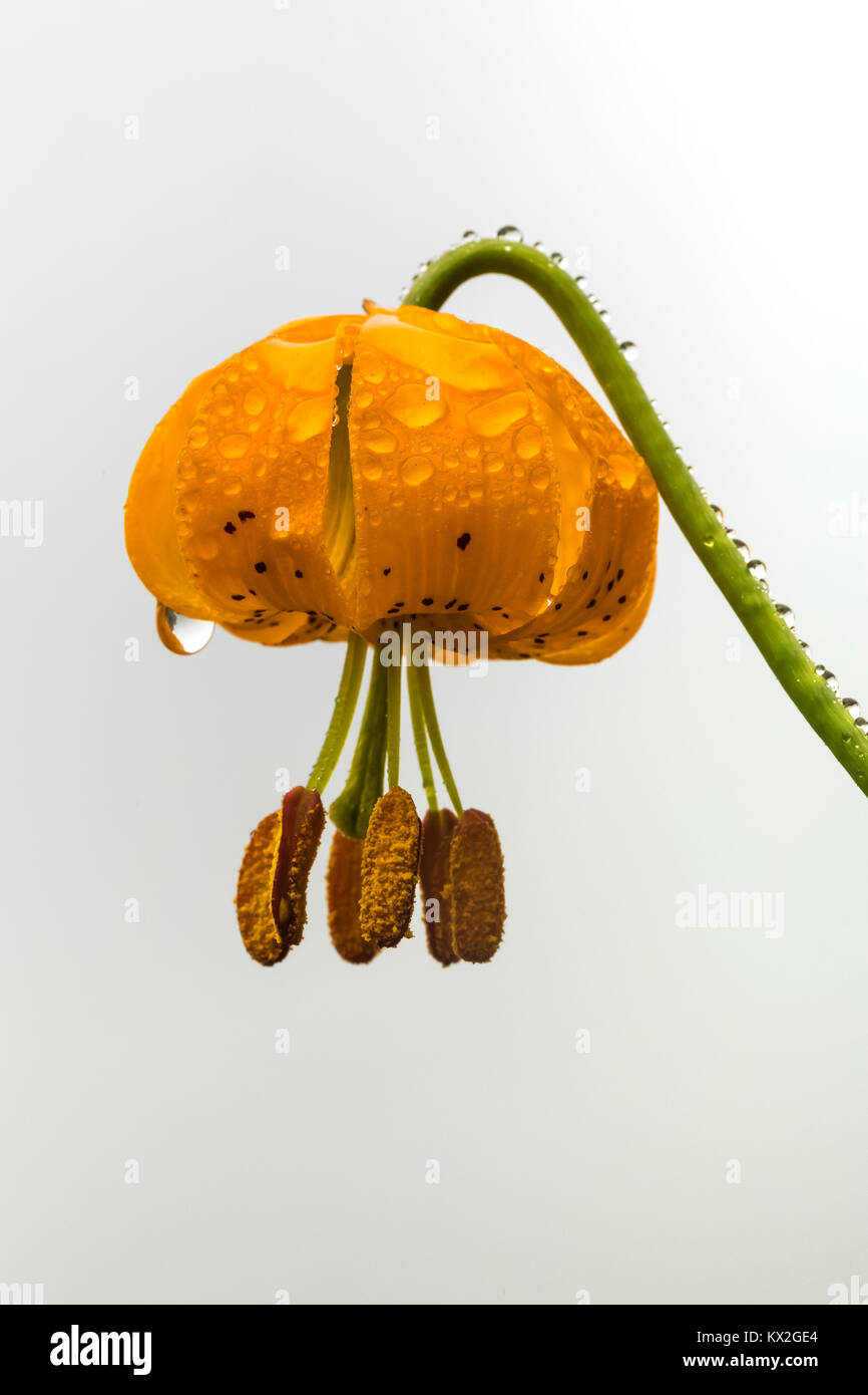Columbia Tiger Lily, Lilium columbianum, with water droplets condensing ...
