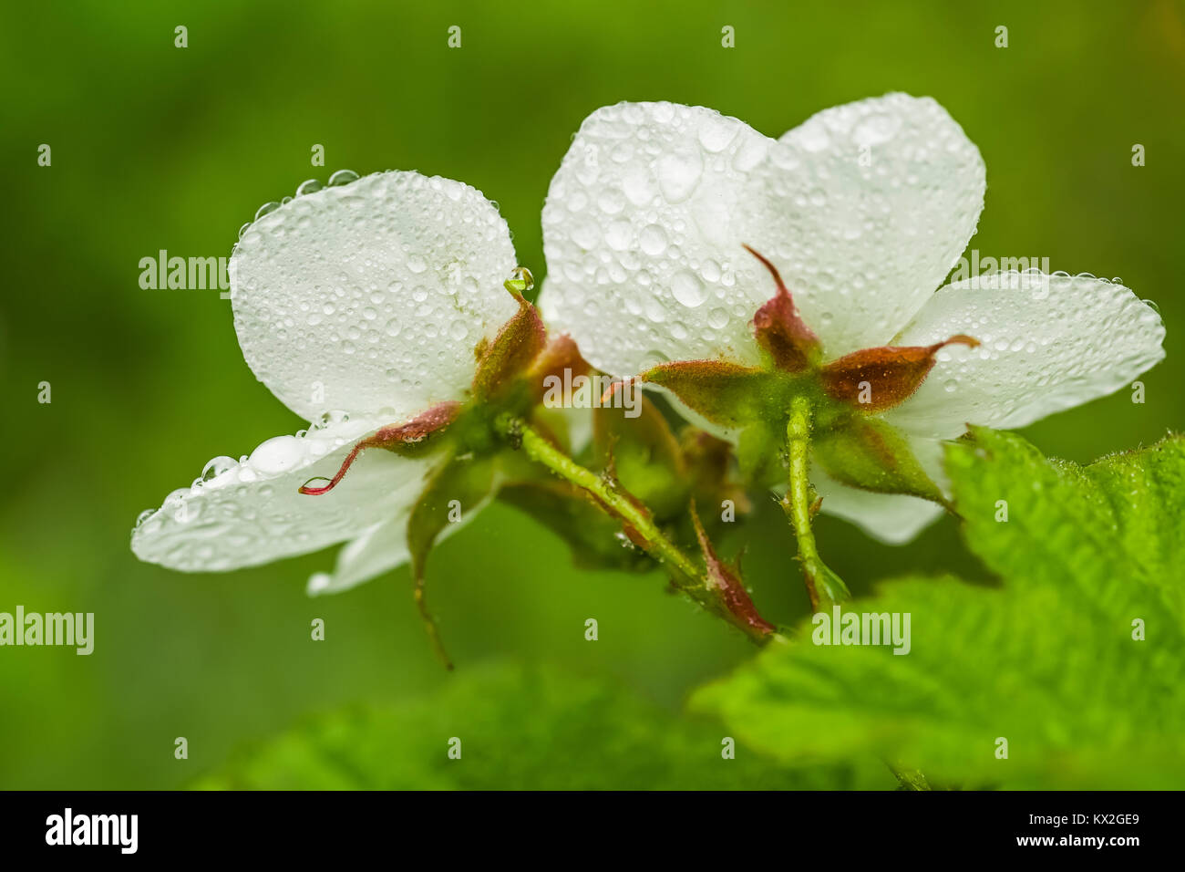 Thimbleberry hi-res stock photography and images - Alamy