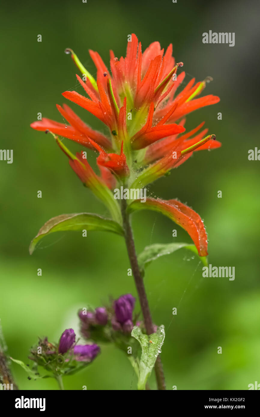 Indian Paintbrush, Castilleja spp., collecting water droplets from the ...