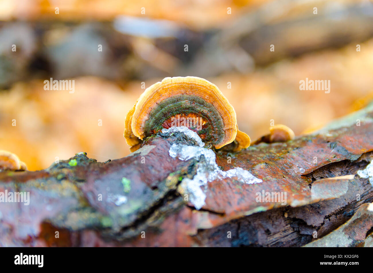 State park fungi fungus hi-res stock photography and images - Alamy