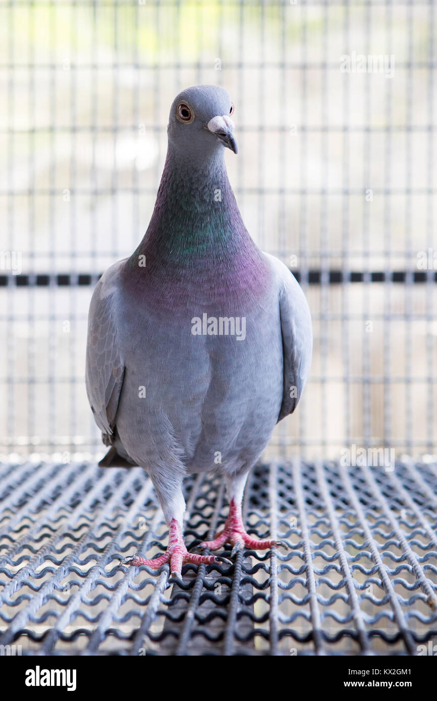full body of homing pigeon bird in home loft Stock Photo - Alamy