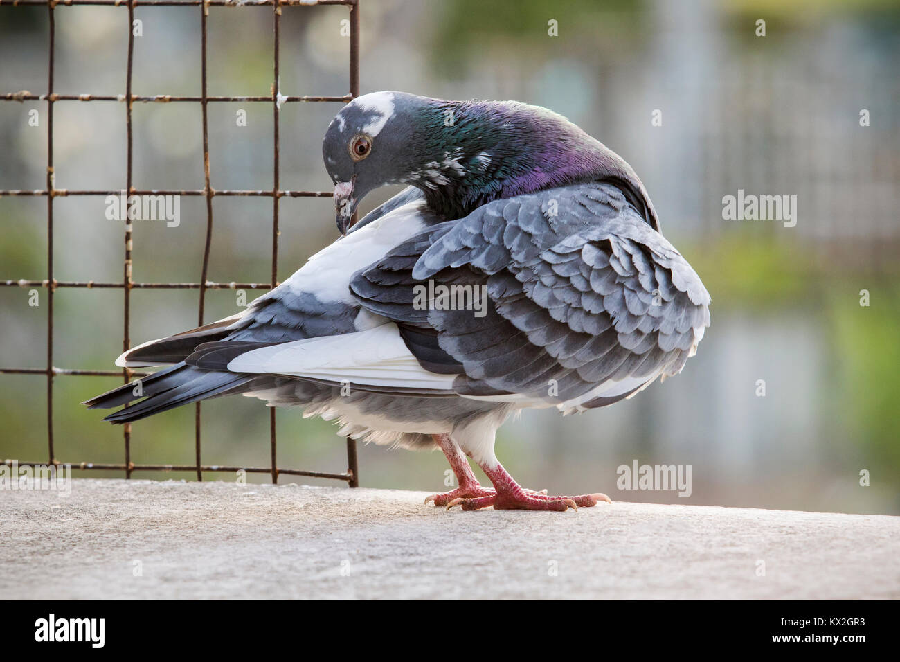Dove Preen High Resolution Stock Photography and Images - Alamy