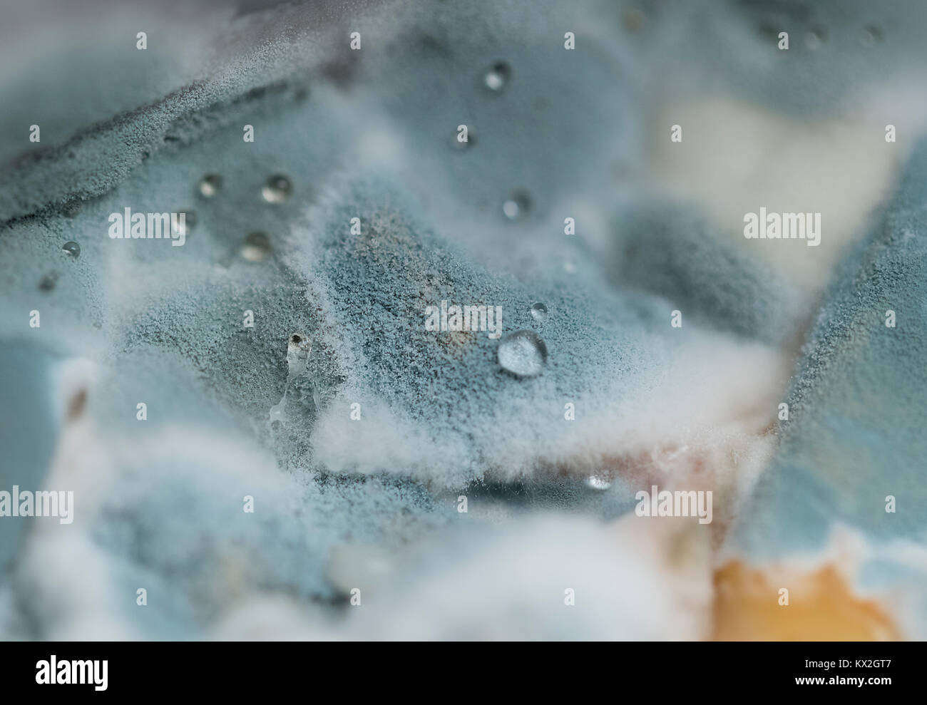 Food mold spore microscope hi-res stock photography and images - Alamy