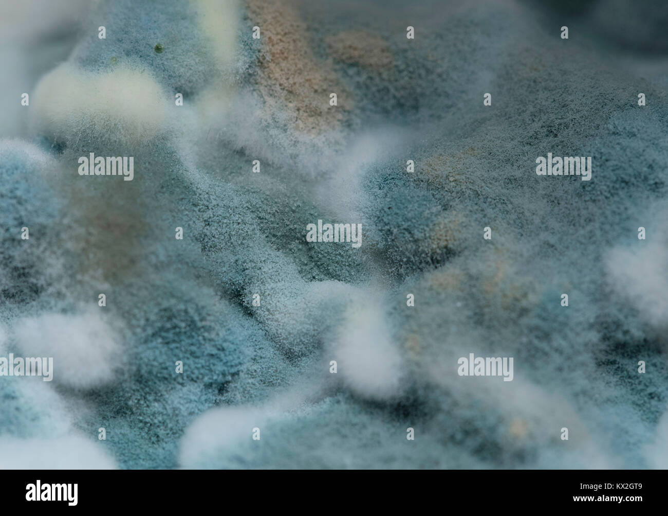 Texture of blue mold. Macro view Stock Photo - Alamy