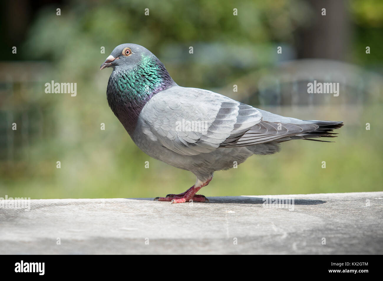 full body of homing pigeon bird in green park Stock Photo - Alamy