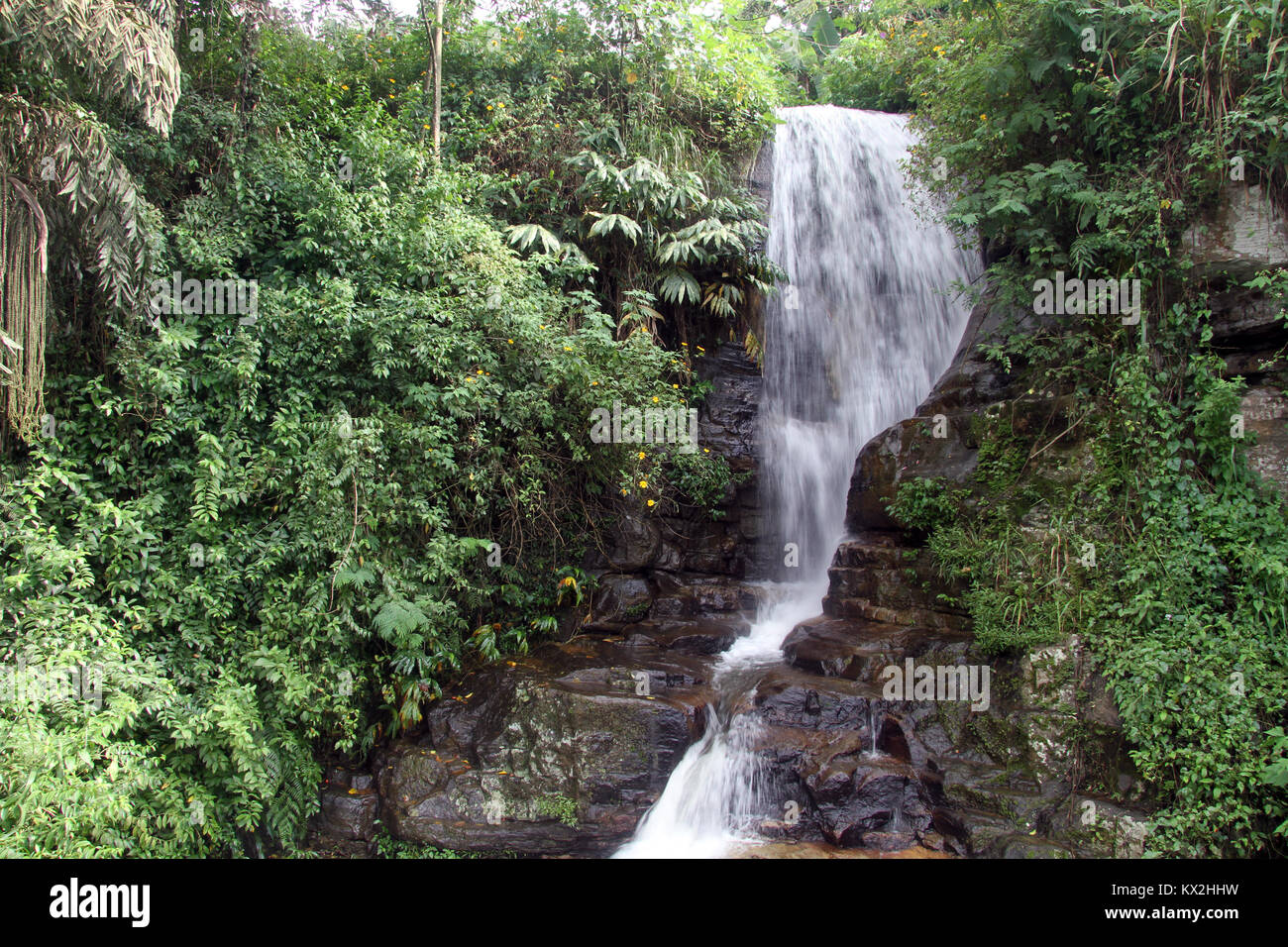 Waterfall in evergreen forest in Sri Lanka Stock Photo - Alamy
