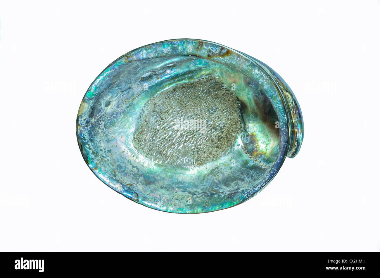 Abalone shell hi-res stock photography and images - Alamy