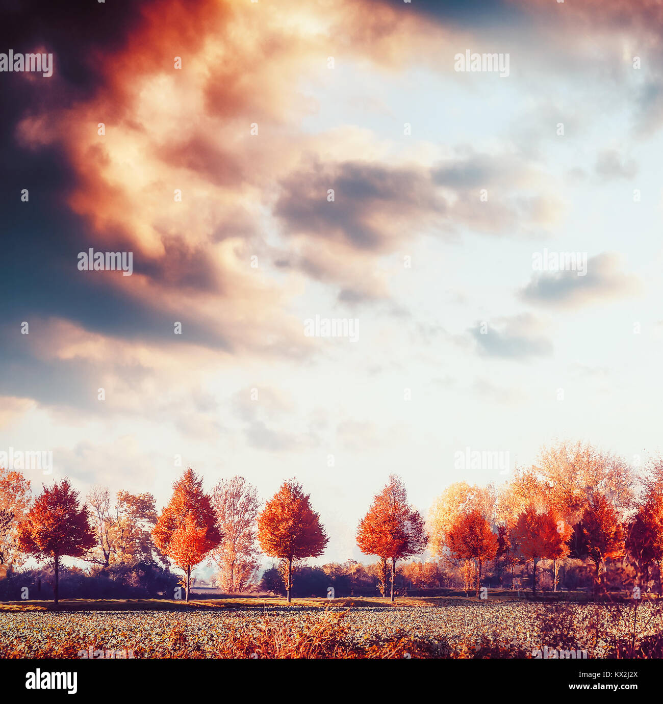 Beautiful autumn landscape with trees, field and sky. Fall outdoor ...