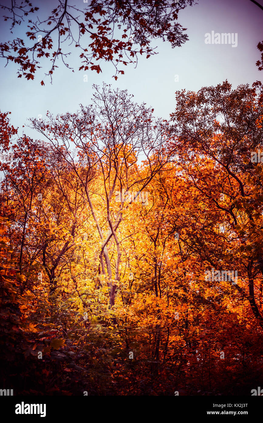 Autumn park or forest with beautiful foliage, fall outdoor nature ...