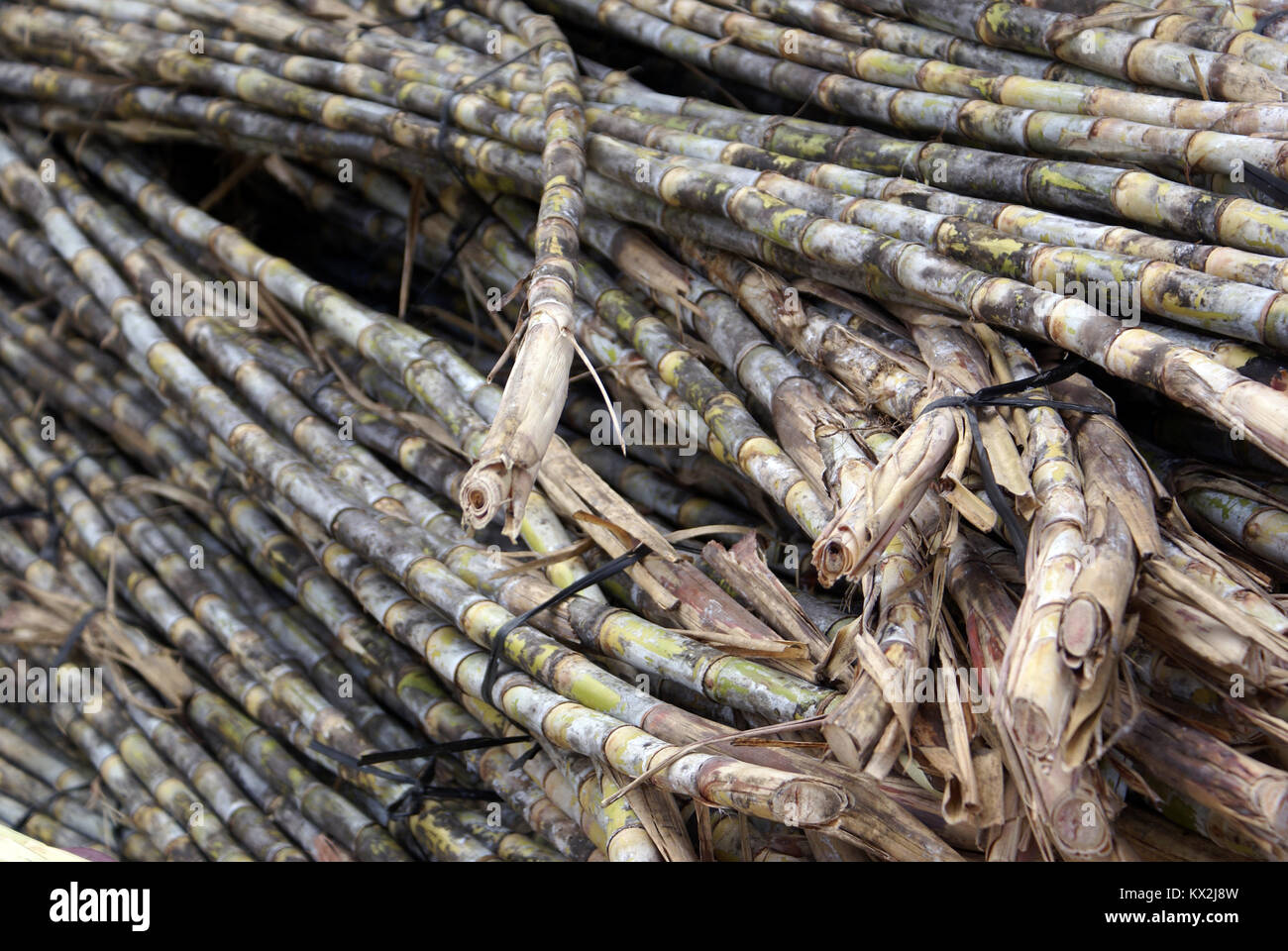 Sugar cane on the market in Vietnam Stock Photo - Alamy