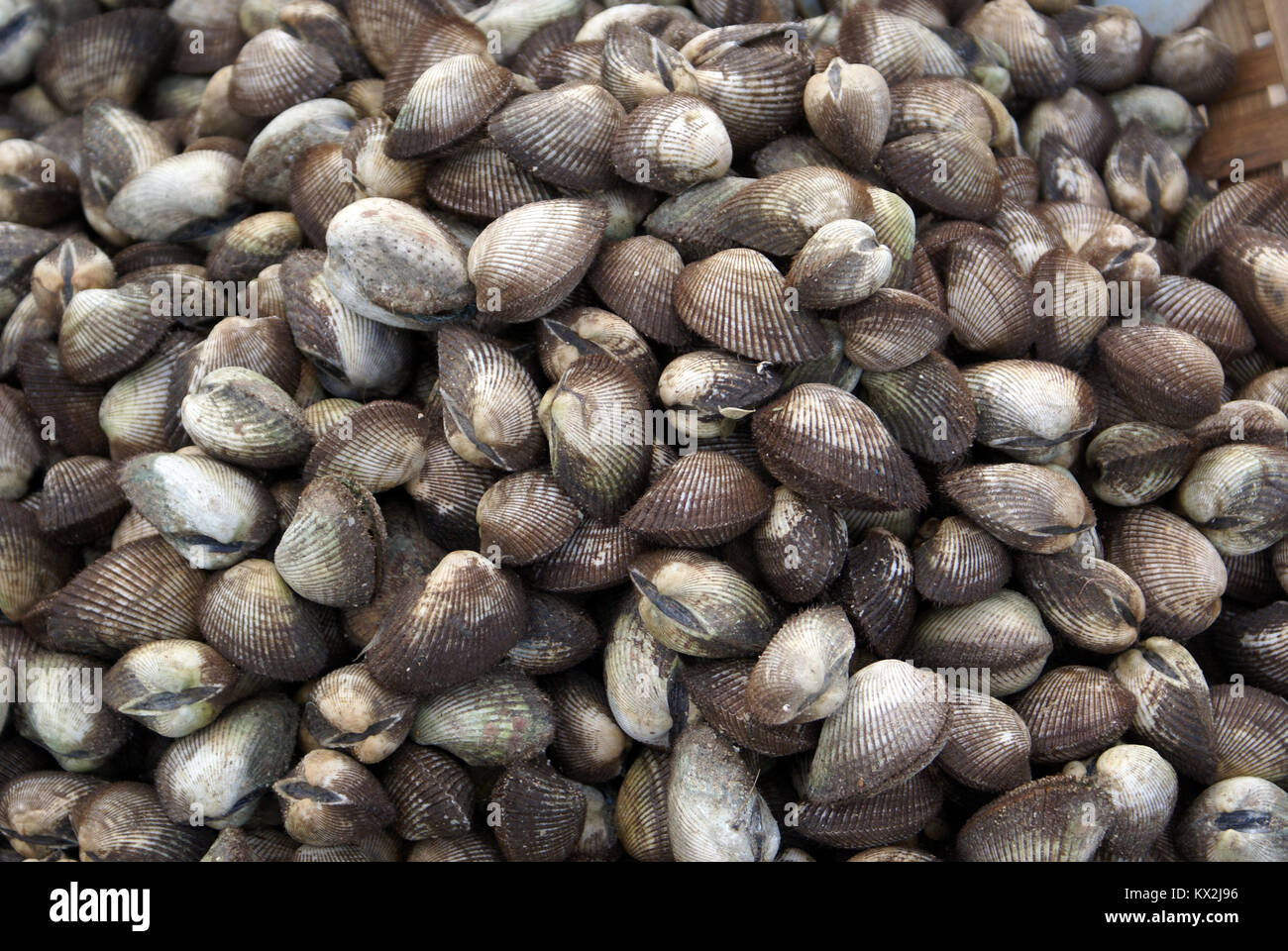 Shells on the sea shore in Nha Trang, Vietnam Stock Photo - Alamy