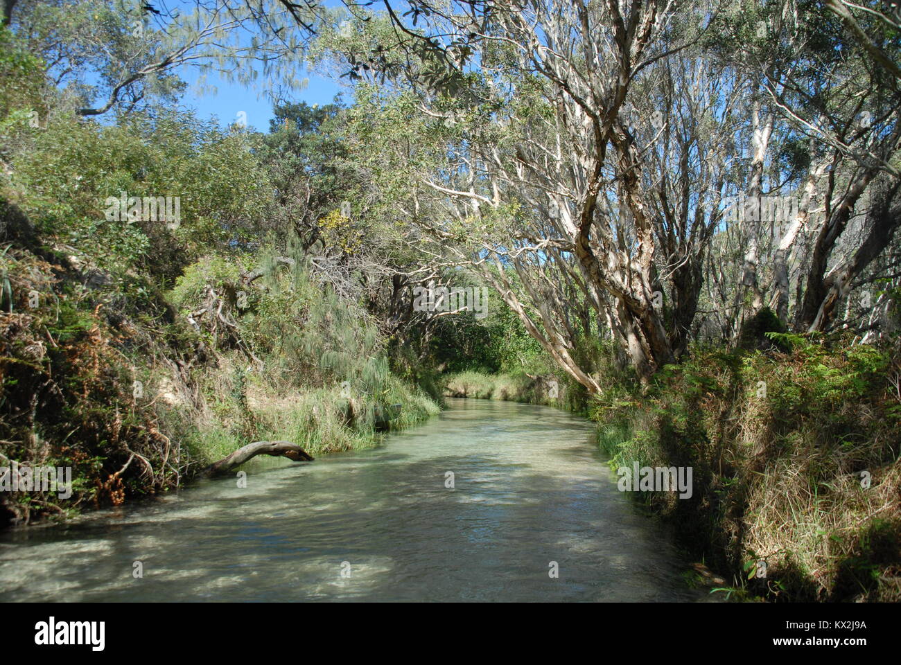 Eli Creek on Fraser Island, Australia Stock Photo - Alamy