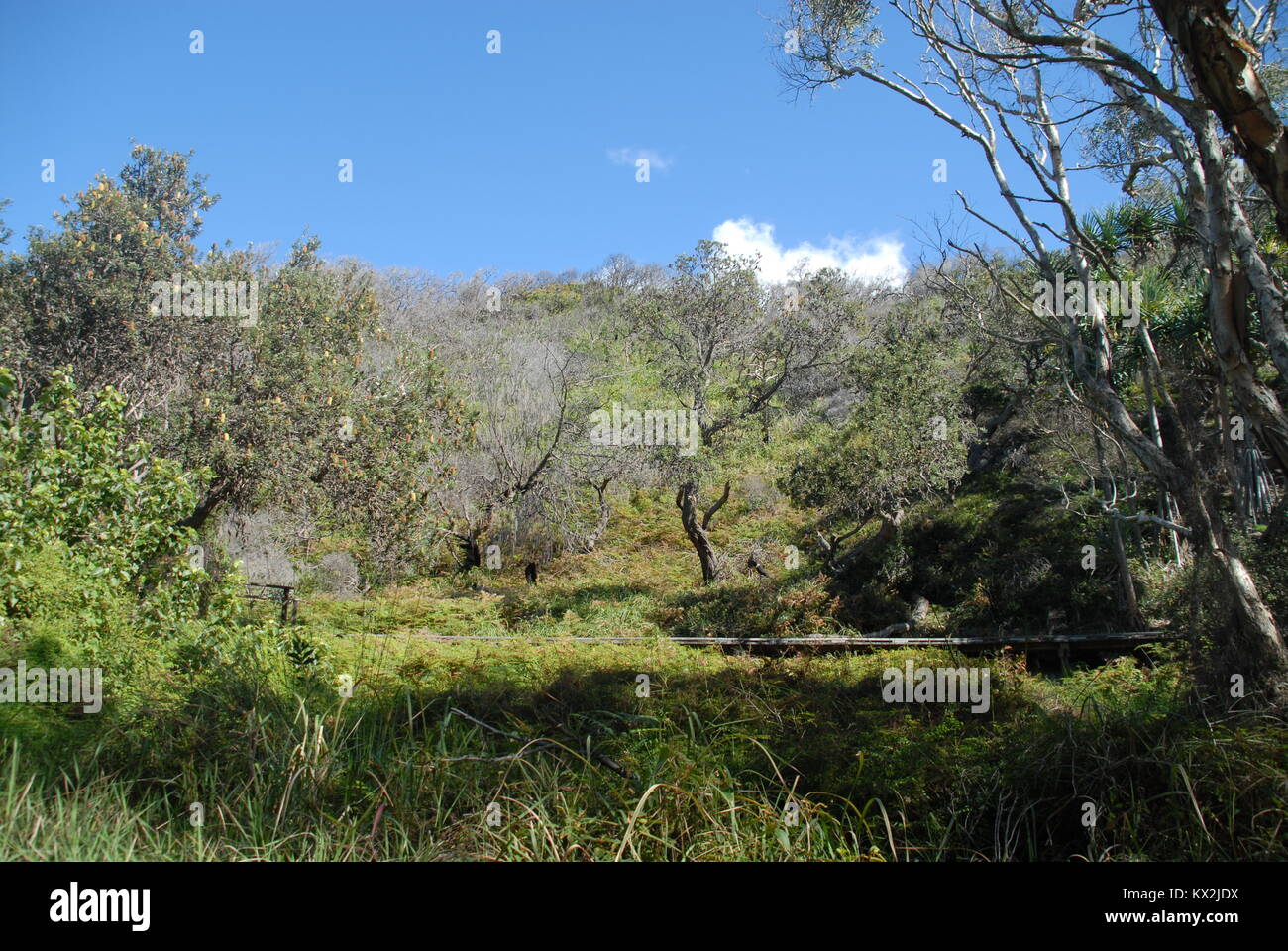 Trees at Eli Creek on Fraser Island, Australia Stock Photo - Alamy