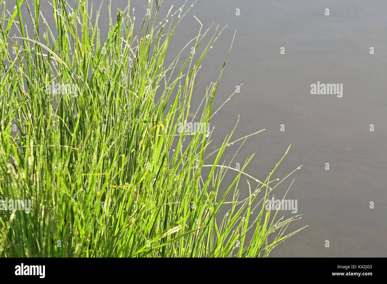 Spindly plant hi-res stock photography and images - Alamy