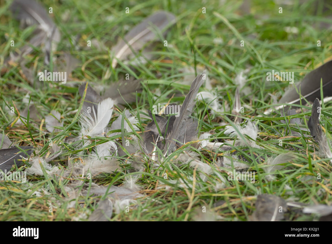 Many feathers lie in the meadow Stock Photo - Alamy