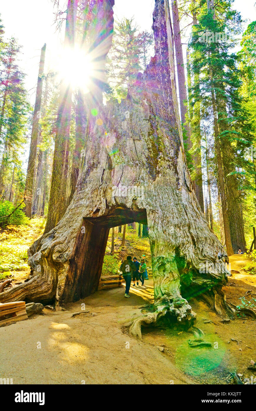 Yosemite National Park, USA- October 10, 2017 : View of the dead tunnel ...
