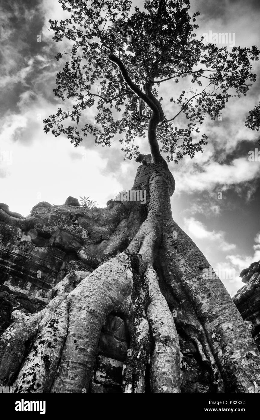 Temple ta prohm temples Black and White Stock Photos & Images - Alamy