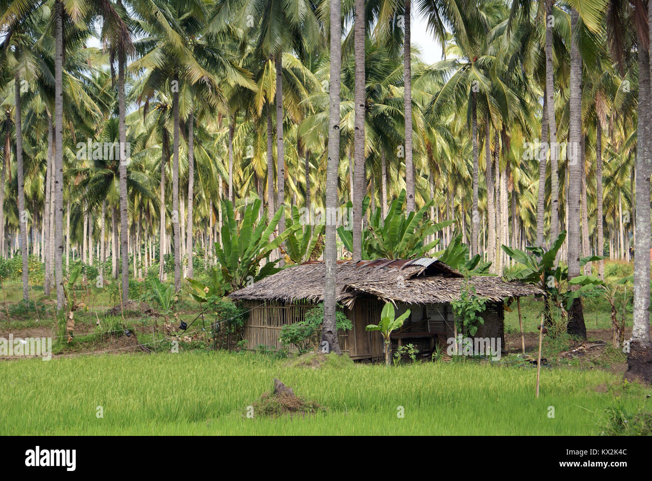 Palm Leaf Hut Stock Photos & Palm Leaf Hut Stock Images - Alamy