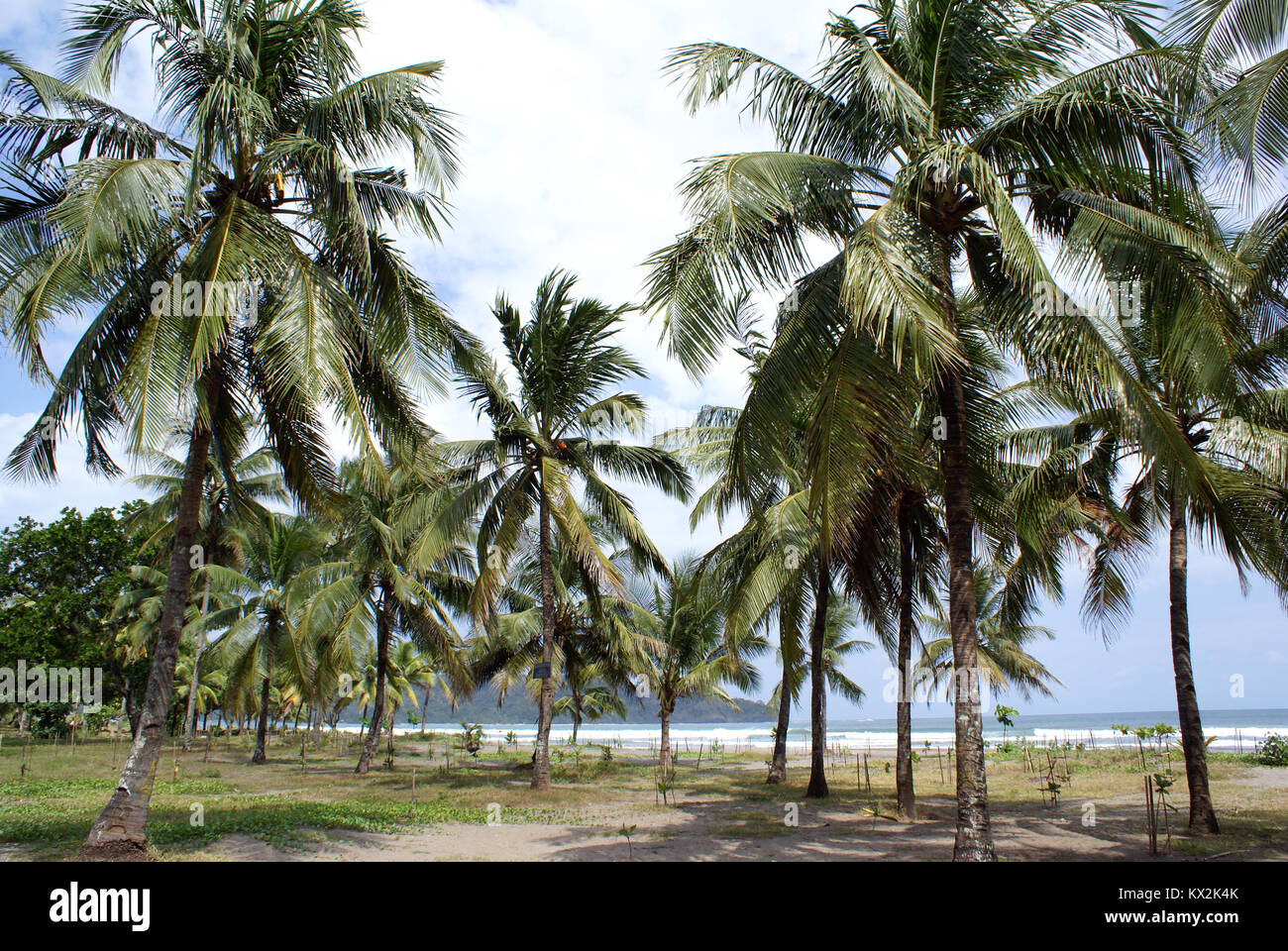 Palm trees on the beach in Pangandaran, Java, Indonesia Stock Photo - Alamy