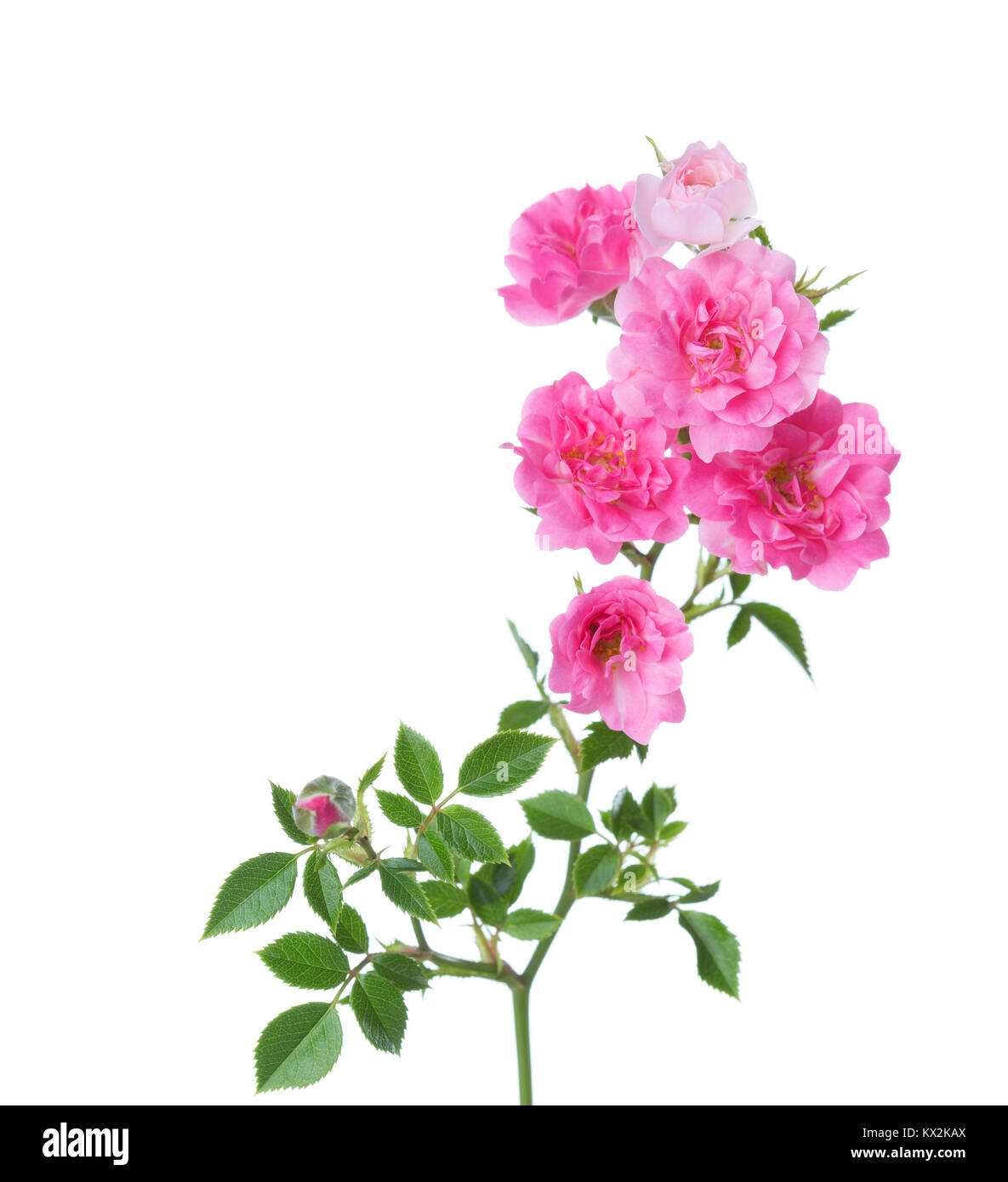 branch with small pink roses isolated on white. selective focus Stock ...